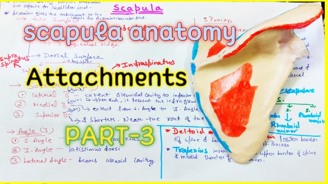 scapula anatomy l Attachments l PART-3 - YouTube
