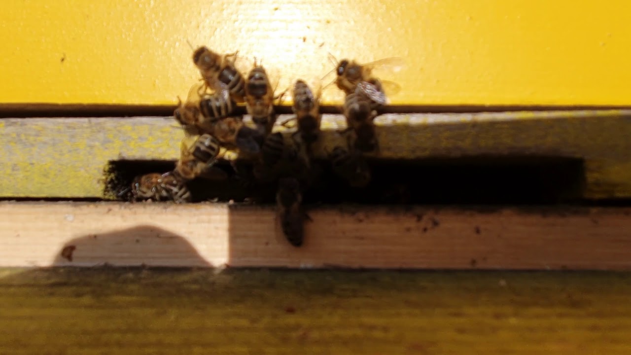 #Sunday Dance of the #bees - YouTube