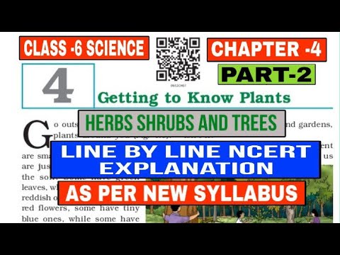 CLASS 6 SCIENCE CHAPTER 4 - GETTING TO KNOW PLANTS - HERBS SHRUBS AND ...