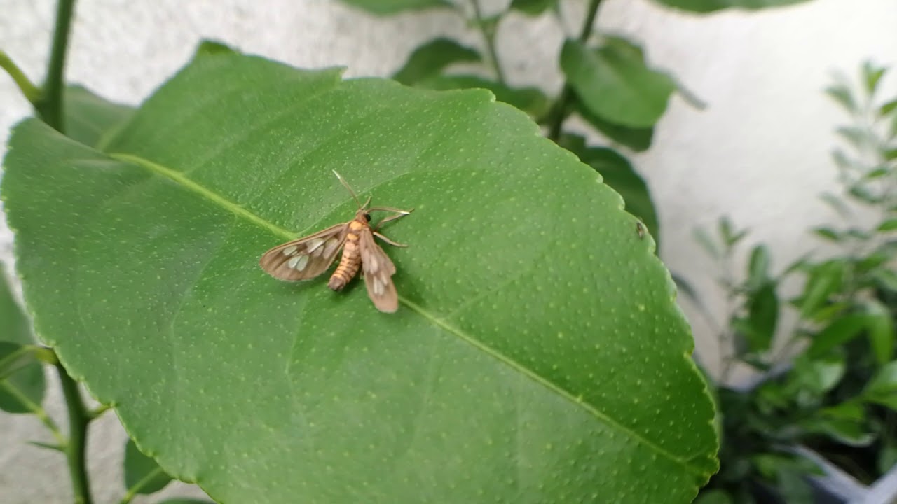 Moth on lemon plant - YouTube