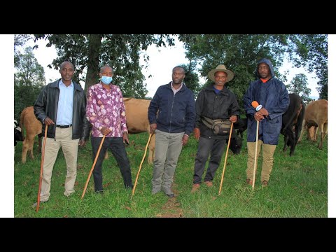 Gicumbi icumbikiye inyambo/zatojwe kwiyereka/Me Rugeyo yigisha amateka urubyiruko /mbegaaa amata!!!
