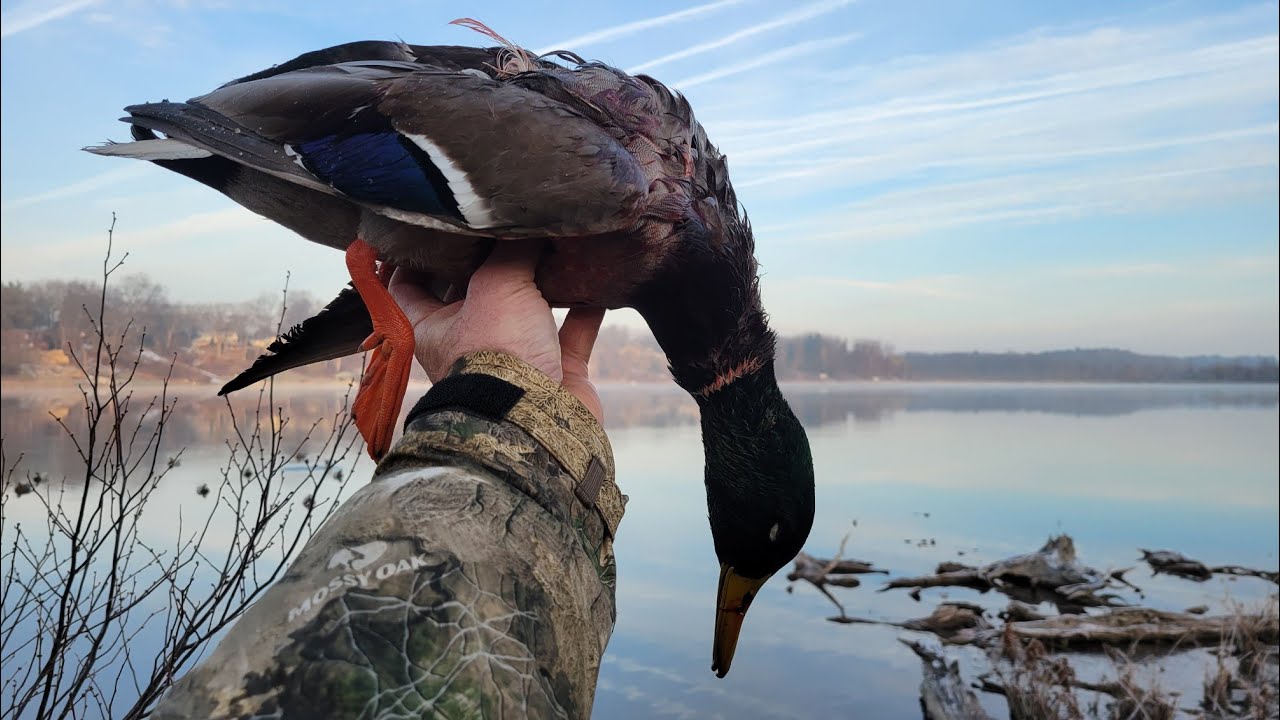 Thanksgiving Day Mallard Hunt - YouTube