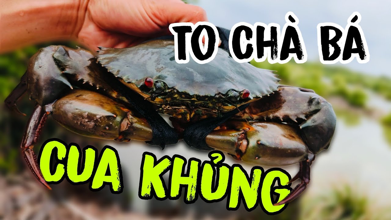 School Studio: Đi thăm lưới cá bắt được cua khủng chui vào lú P2 - YouTube