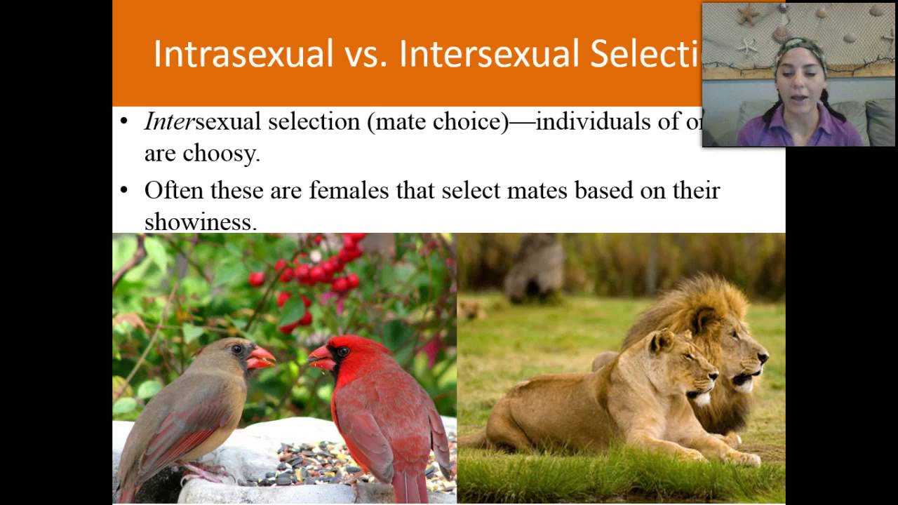 Sexual Selection Youtube