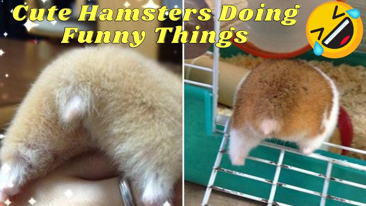 Cute Hamsters Doing Funny Things #1 🐹 Funny Hamster Compilation ️ - YouTube