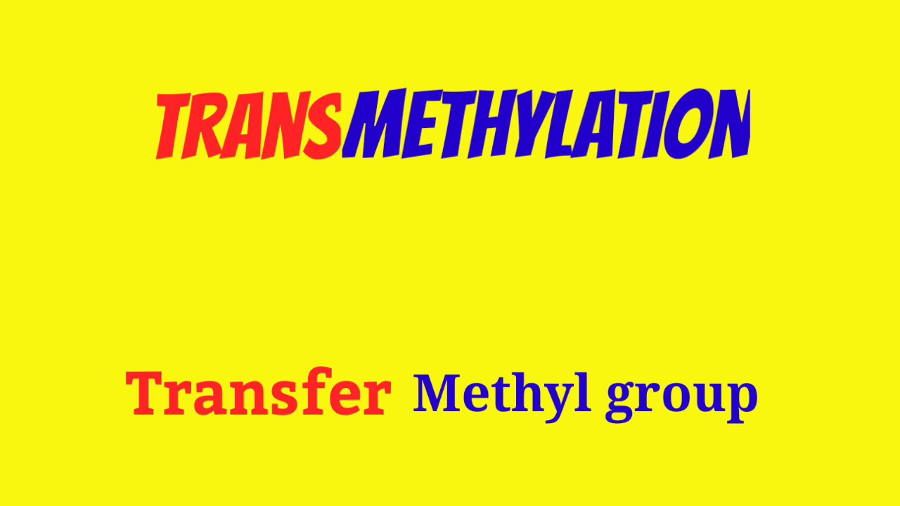 Transmethylation ||Transmethylation Reaction ||Transmethylation ...