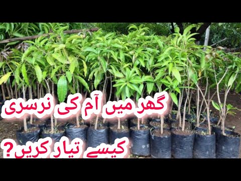 Mango Nursery How To Make Mango Nursery At Home - YouTube