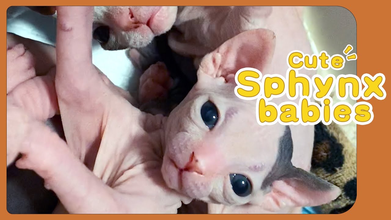 Check out these Sphynx babies, so cute! ️ - YouTube