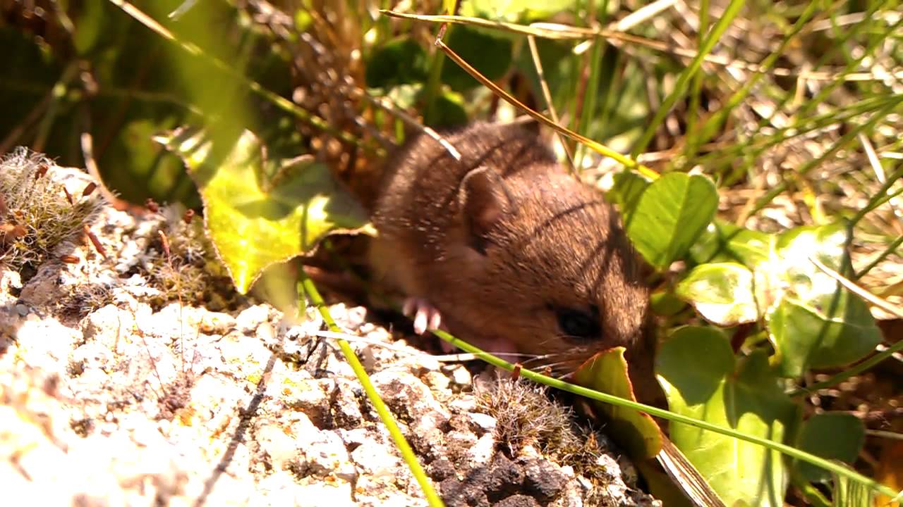 Jenny Cliff Mouse.mp4 - YouTube