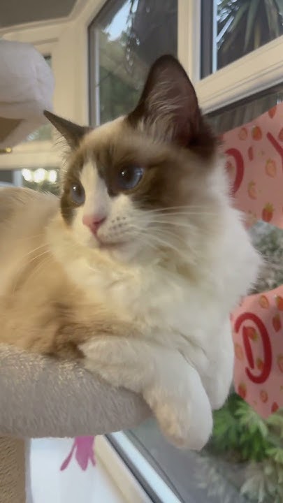 My mummy says im cute🍓#cat #cute #kitten #ragdolls #fypシ゚viral #cutepet ...