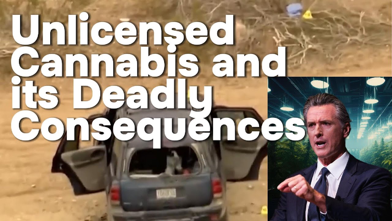 Unlicensed Cannabis and its Deadly Consequences - YouTube