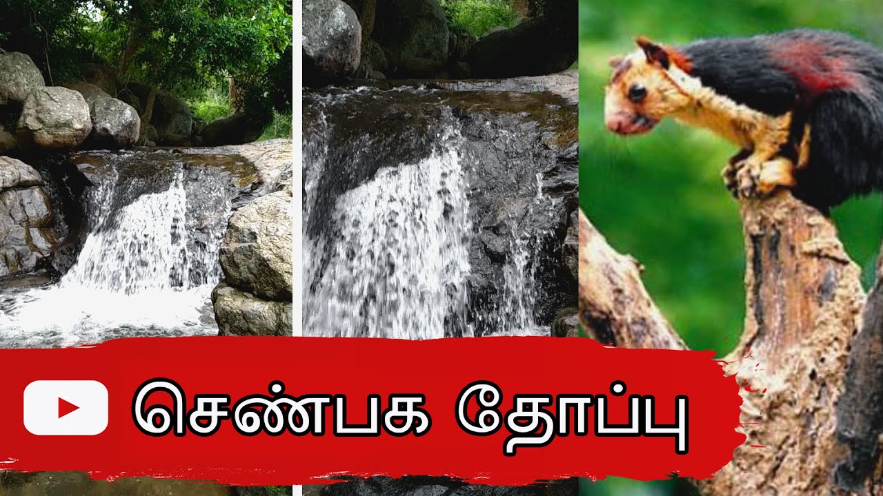 Shenbaga Thoppu - Grizzled squirrel wildlife sanctuary - YouTube