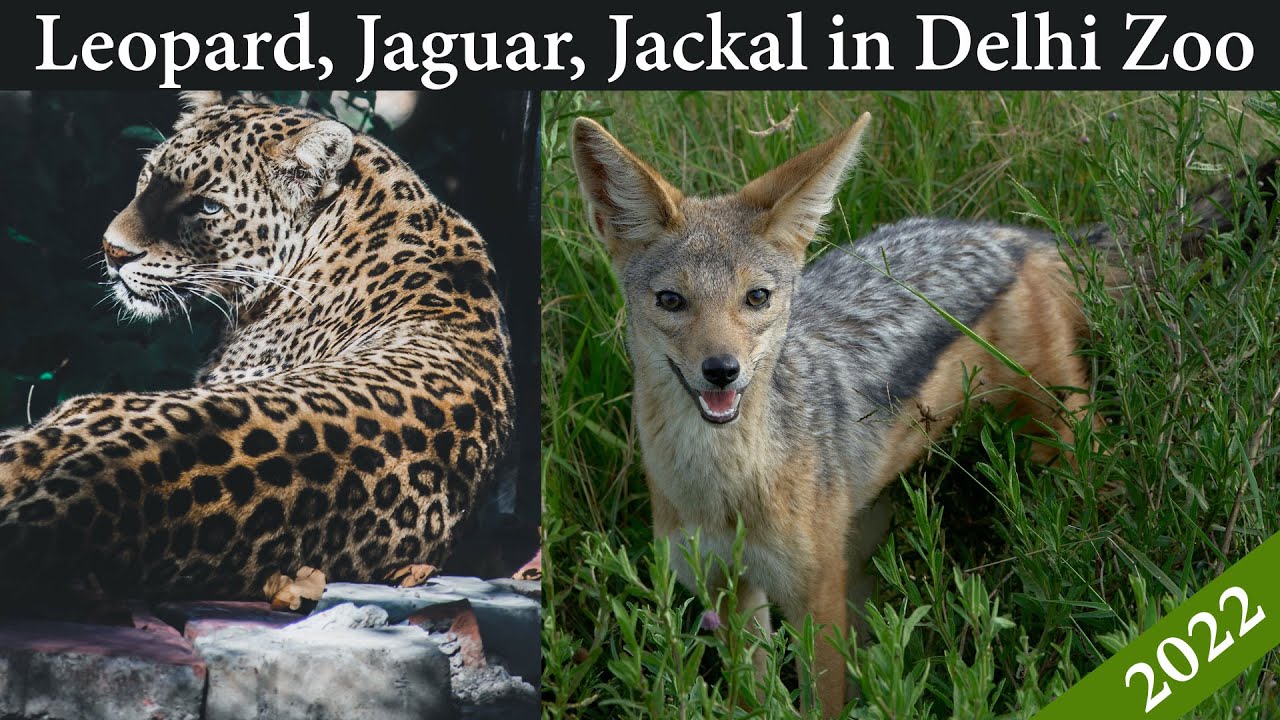 Jackal in National Zoological Park Delhi | Jackal delhi zoo - YouTube