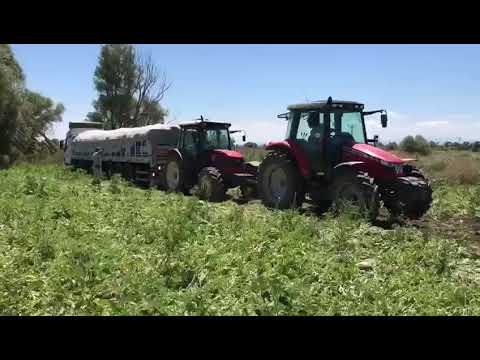 Halat kopuyor erkunt tek başına çekiyor..! Erkunt 110 Massey Ferguson 5440 Karpuz Tırını Çekiyor...!