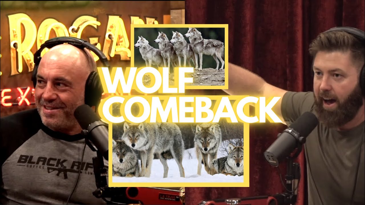 Joe Rogan: Colorado Aims To TRIPLE Their Wolf Population ｜JRE #1928 ...