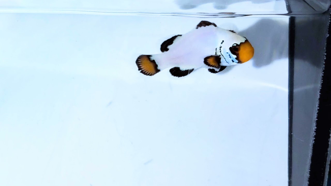 Flurry Clownfish WYSIWYG Pair at Pacific East Aquaculture - YouTube