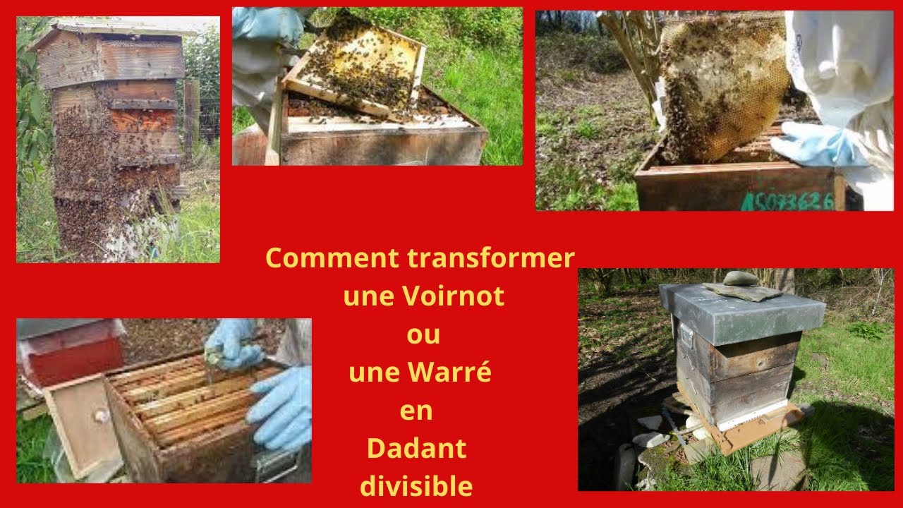 Comment transformer une ruche Voirnot ou Warré en Dadant Divisible sans ...