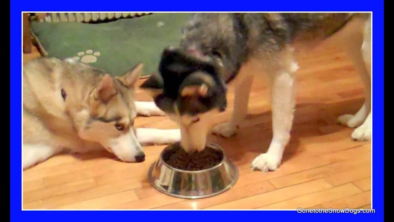 HUNGRY HUSKY WANTS FOOD NOW | Funny Dog wants Dinner - YouTube