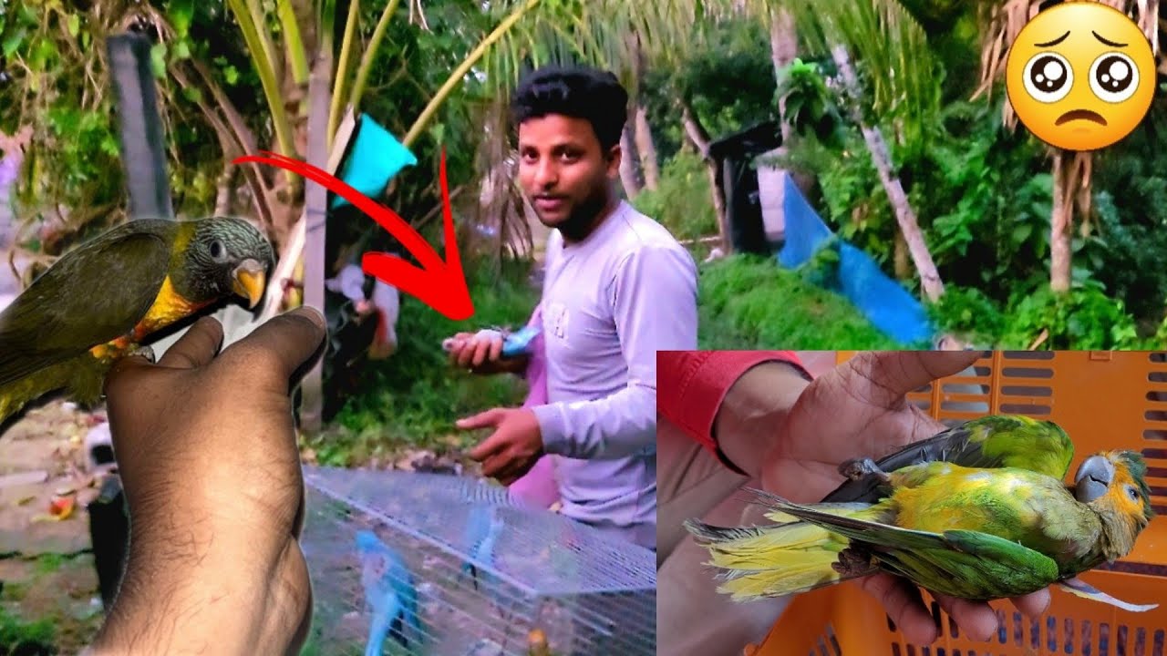 Monk Parakeet Farm Ran Away From / New Bird Breeding Farm - YouTube