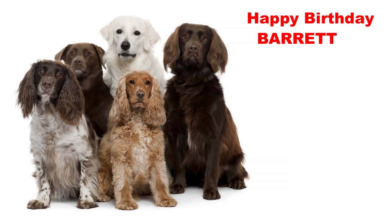 Barrett - Dogs Perros - Happy Birthday - YouTube