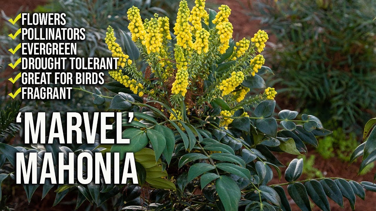 ‘Marvel’ Mahonia Update - Fragrant Flowers - Shade Loving - YouTube