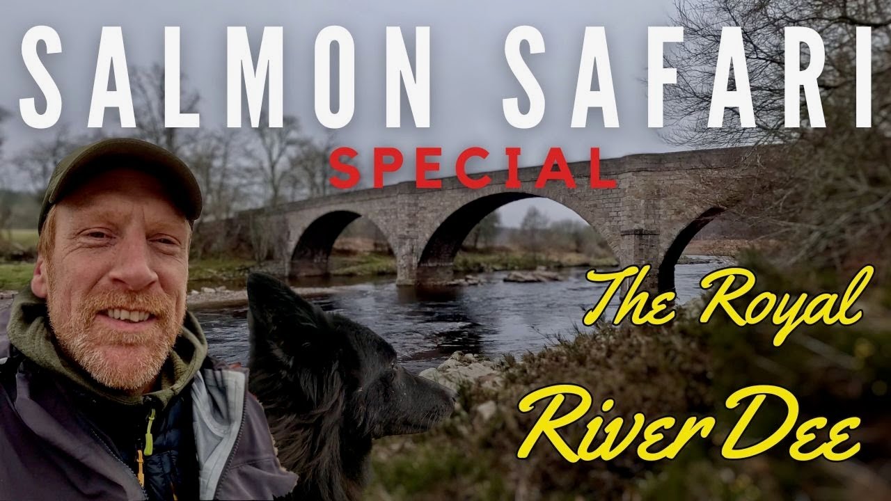 Salmon Safari Special: The River Dee - YouTube