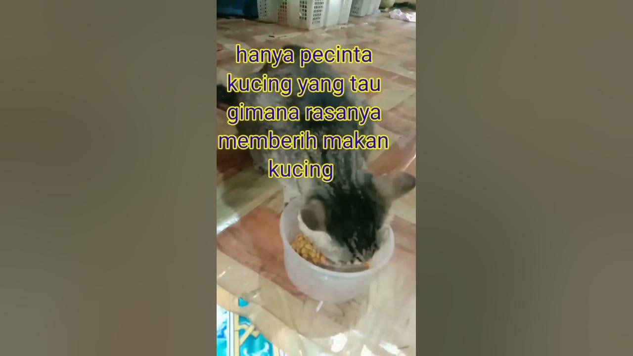 kucing loreng Kucing viral Shorts #shorts - YouTube