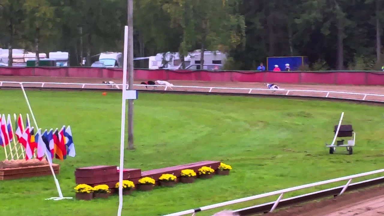 Sighthound Racing WC 2014, Borzoi females start 12 - YouTube