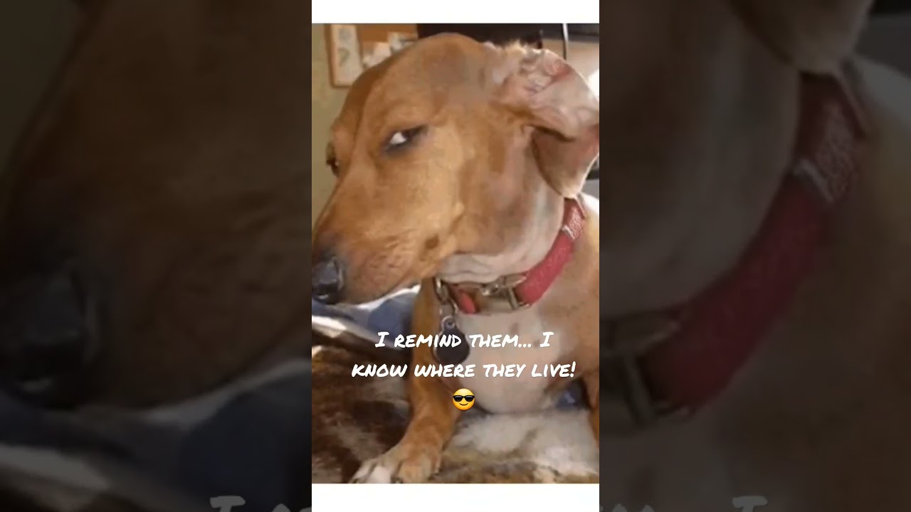 Side Eyeing Chloe Doge