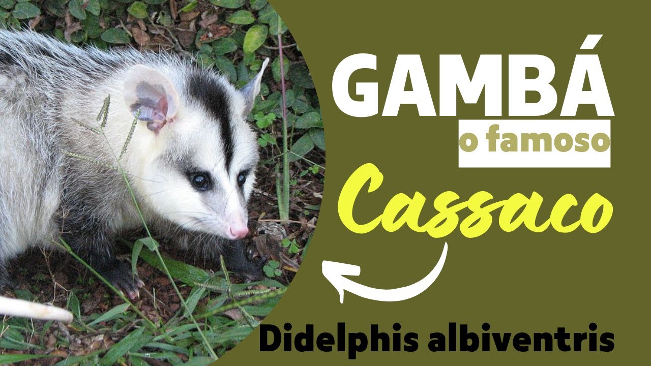 Curiosidade sobre o gambá de orelha branca. O famoso Cassaco. - YouTube