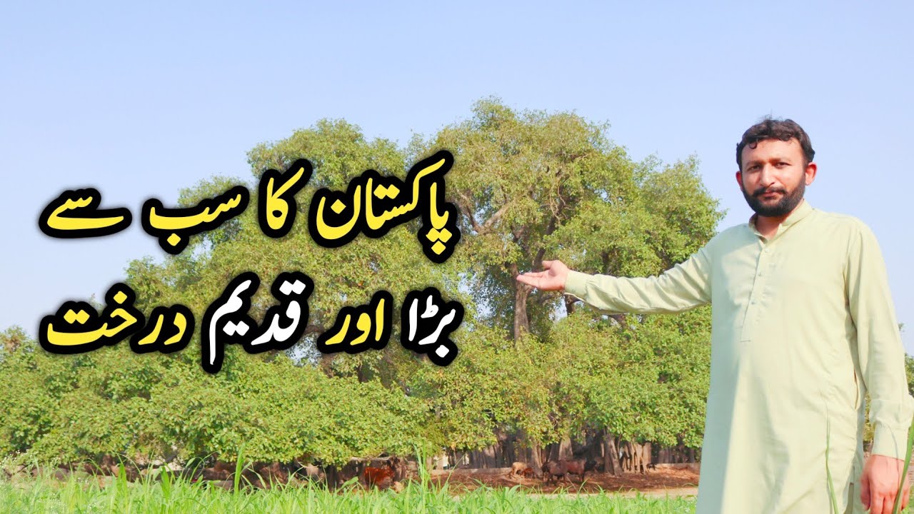 Pakistan Biggest Tree | Biggest Banyan Tree of Pakistan | پاکستان کا سب ...