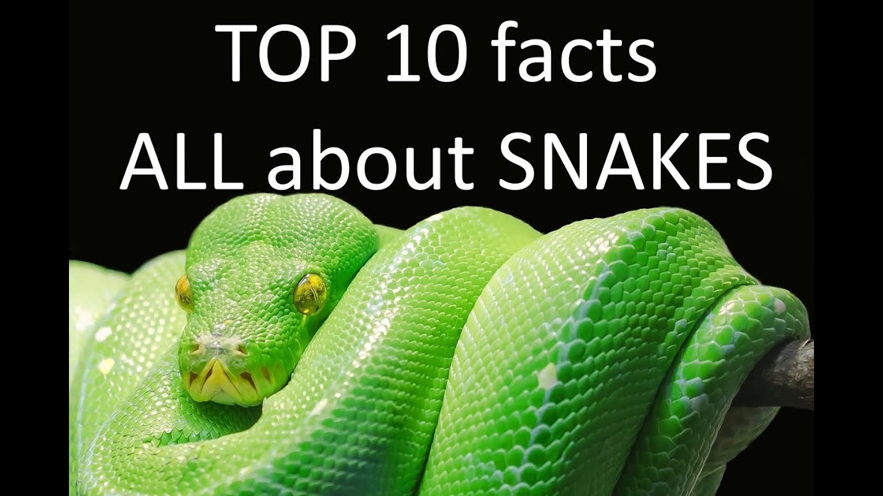 TOP 10 facts all about SNAKES - YouTube