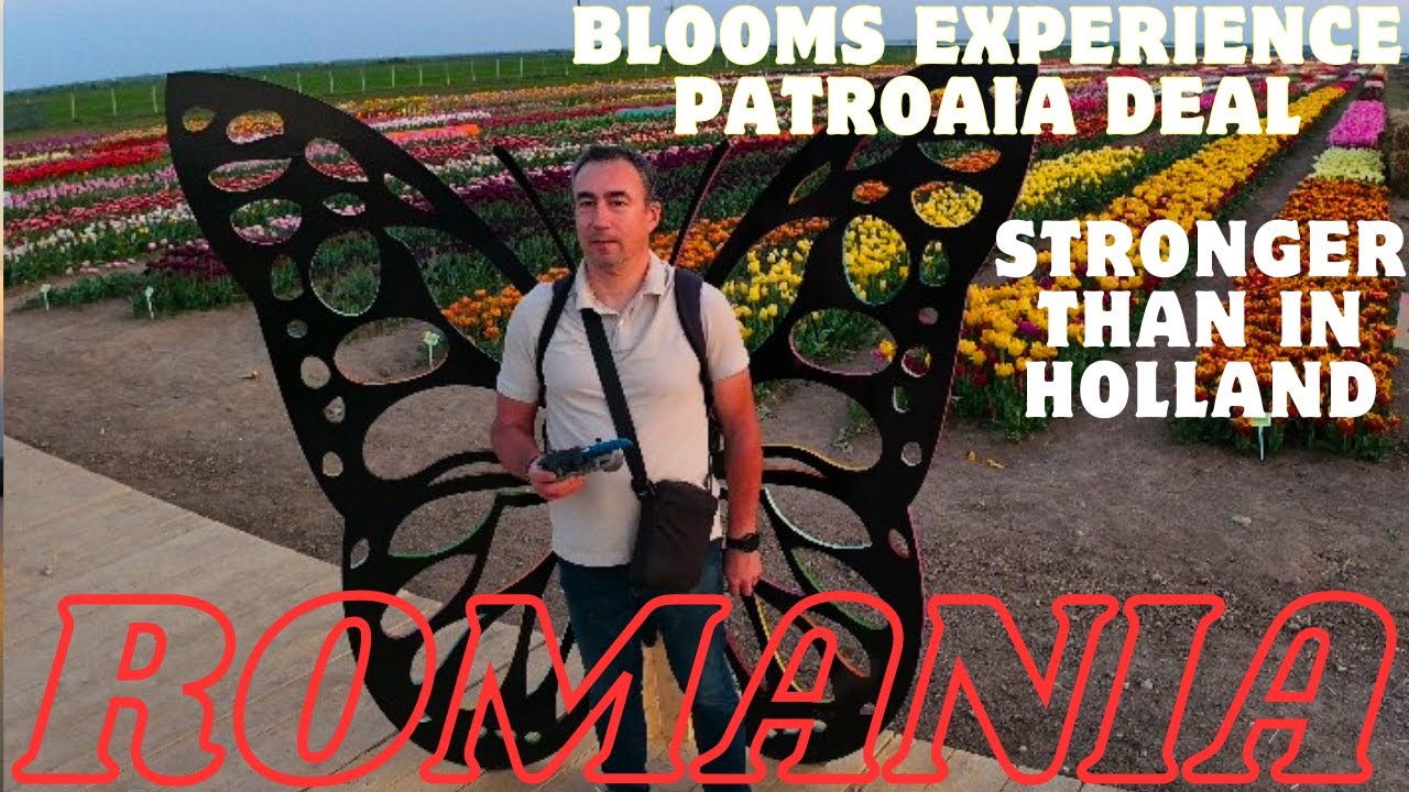 Blooms Experience Patroaia Romania 4K aerial footage The amazing tulip ...