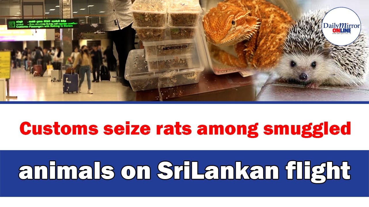 Customs seize rats among smuggled animals on SriLankan flight - YouTube