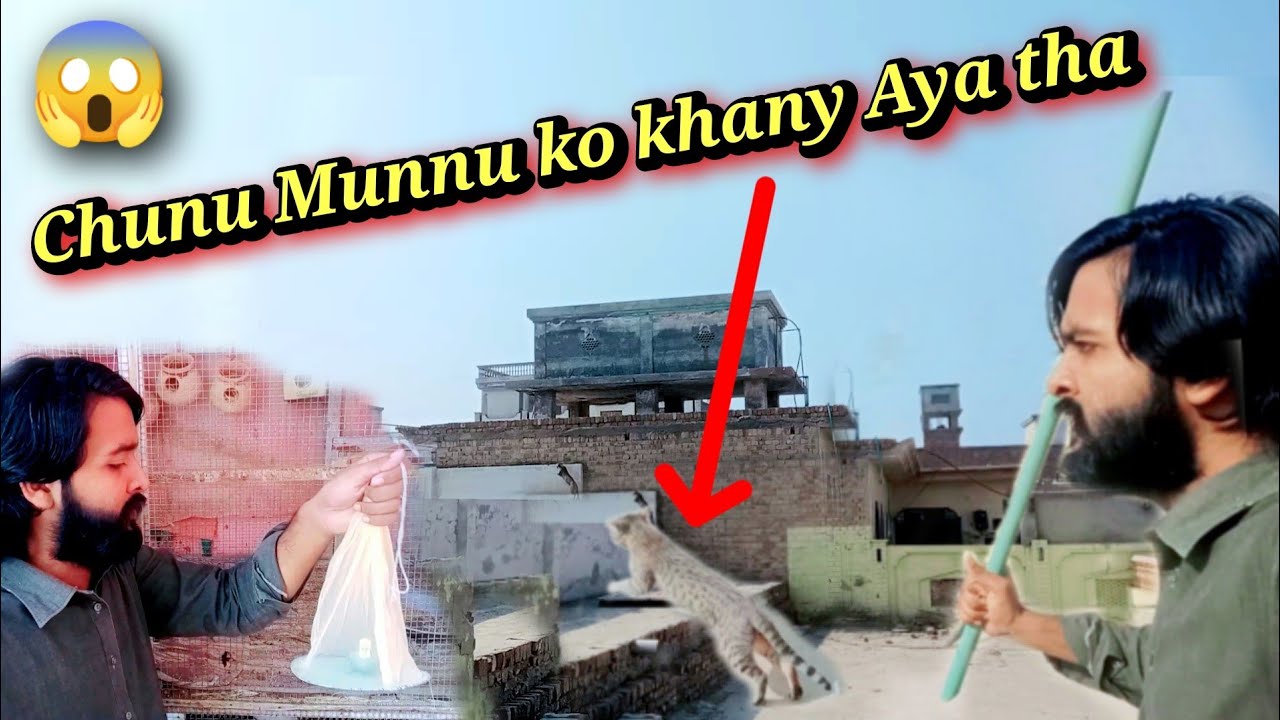 Mota Billa Chunu Munnu ko khany a gya 😧 ||ToTi change Kar Dia 😊 New ...