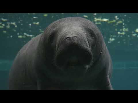 Manatees : The Gentle Giants of the Sea - YouTube