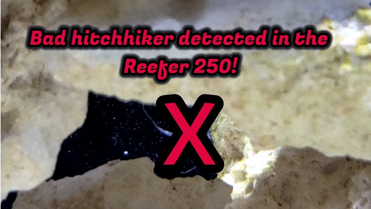 Bad hitch hiker found in my Reefer 250! - YouTube