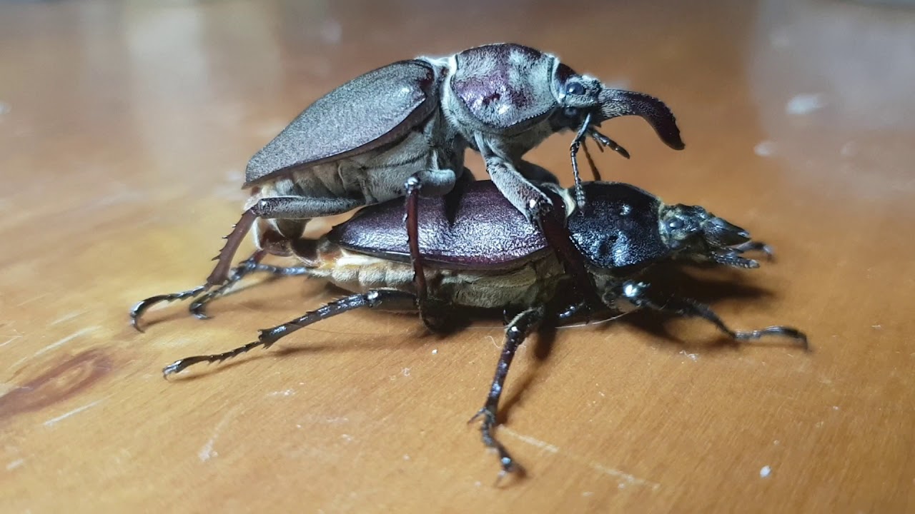 Australognathus nunchowae - YouTube