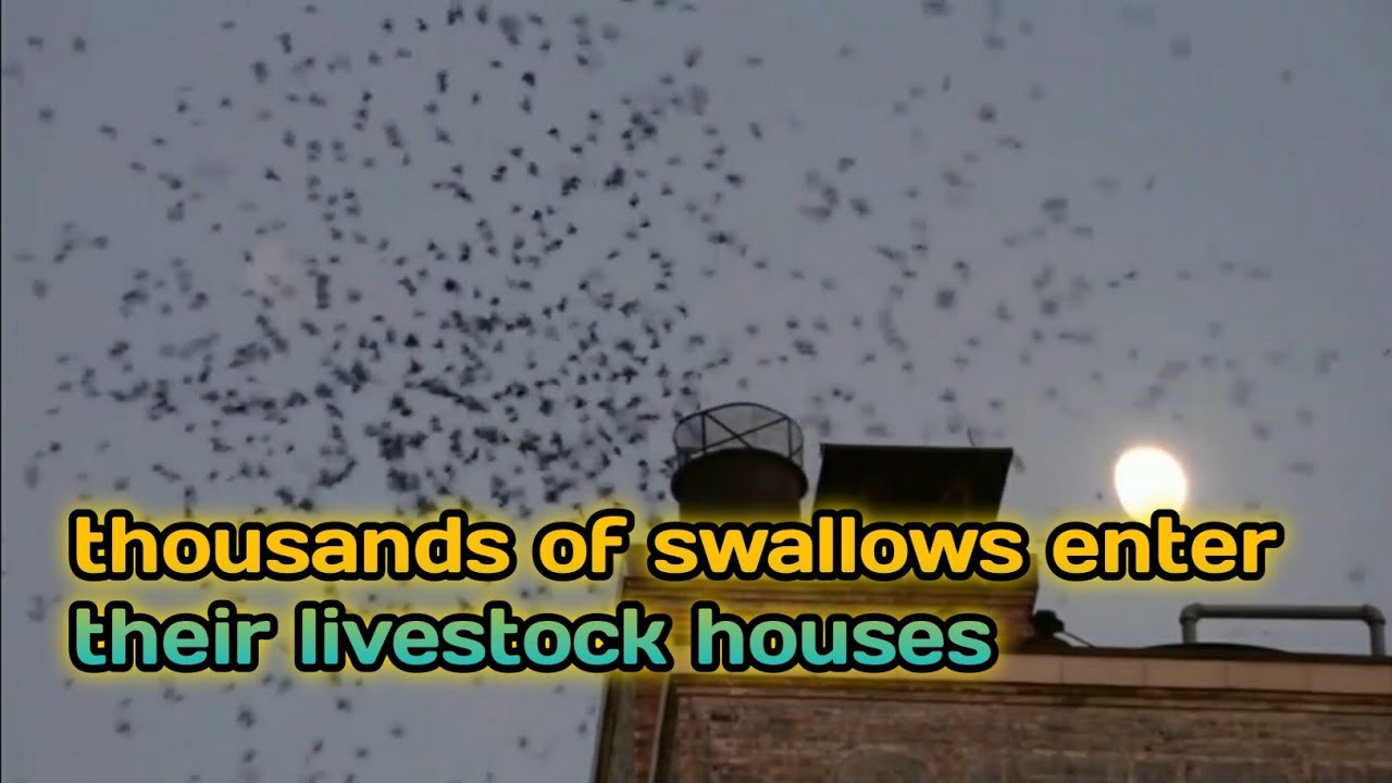 TERNAK BURUNG WALET SUKSES - SEMUA RUANGAN FULL SARANG WALET - YouTube