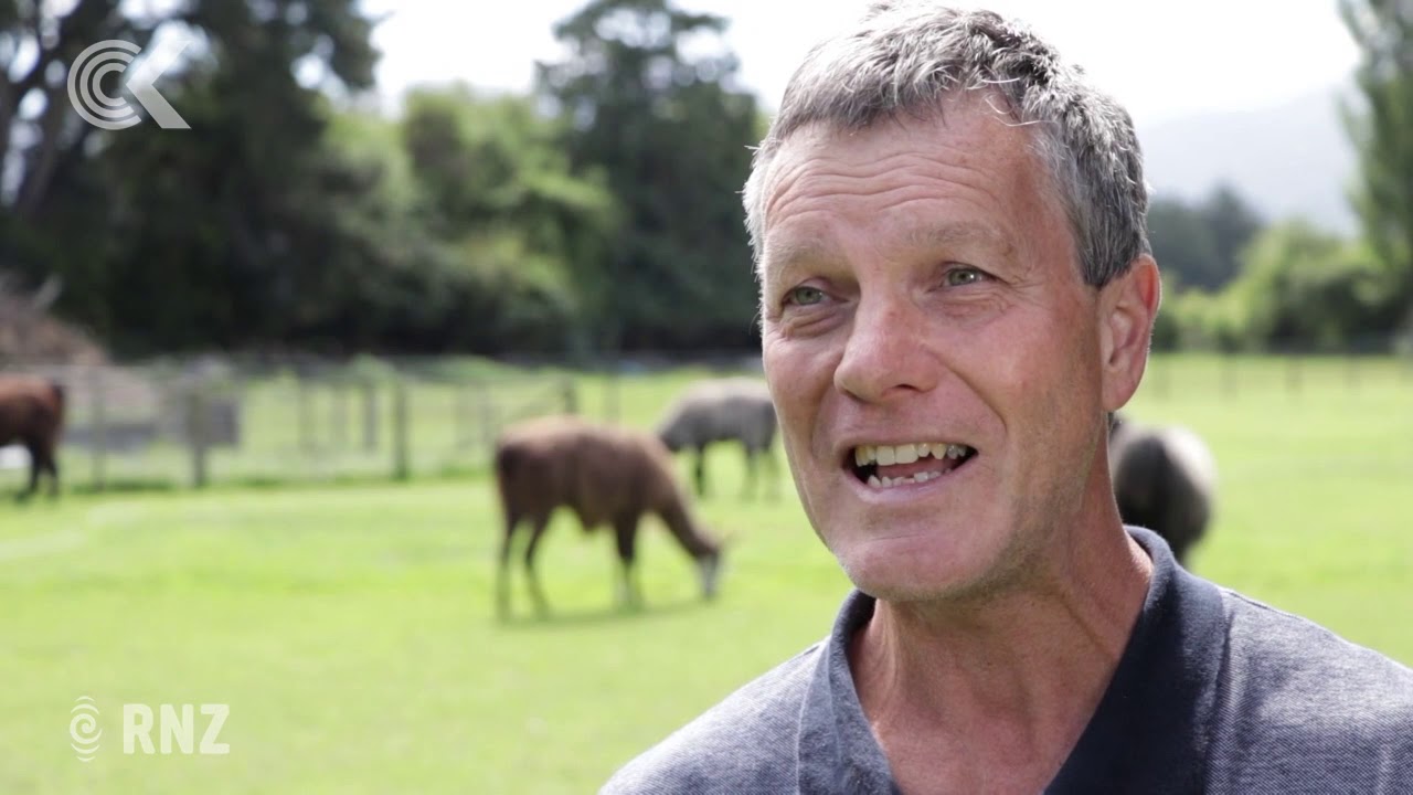 Kaikōura locals, llamas, prepare to meet Prince Charles - YouTube