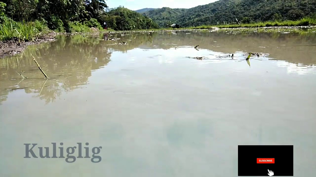 Kuliglig - YouTube