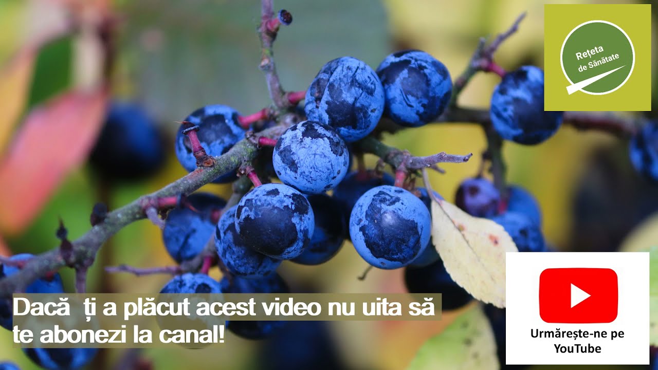 Fructele uitate ale toamnei. Ce beneficii au porumbelele - YouTube