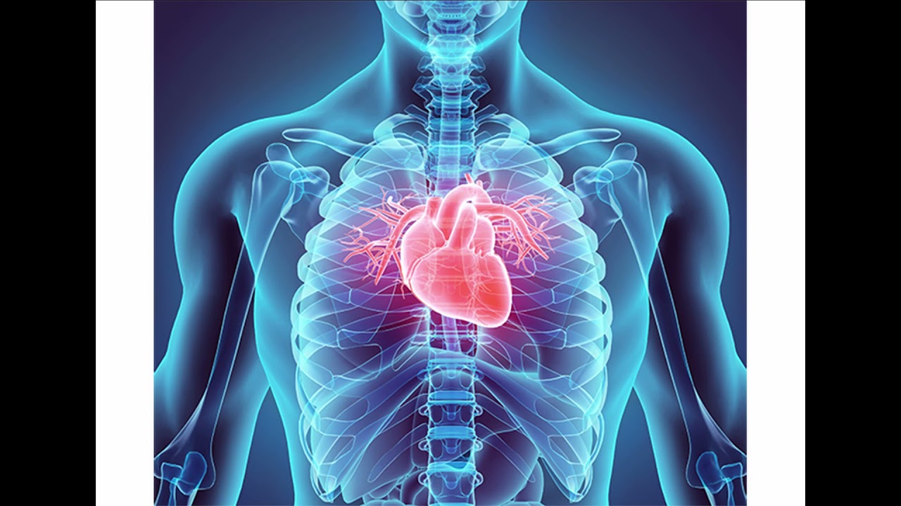 Female Heart Beat Youtube