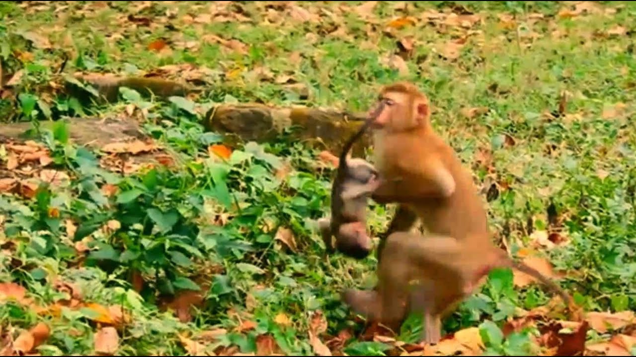 Ouch, Stop....stop.....stop Luna don't do Bb Rainbow upside down like ...