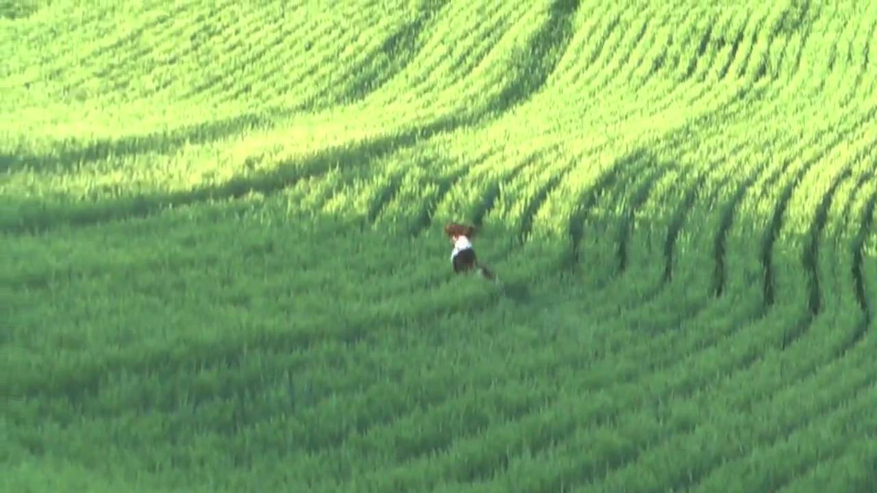 Dogs Montana Trip, Springer Spaniels springing through a field - YouTube