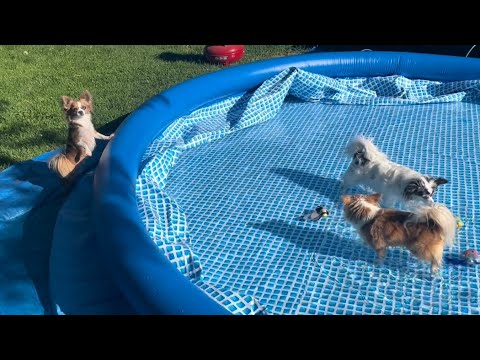 Putting up the Intex Pool! We are ready to practice swimming again this ...