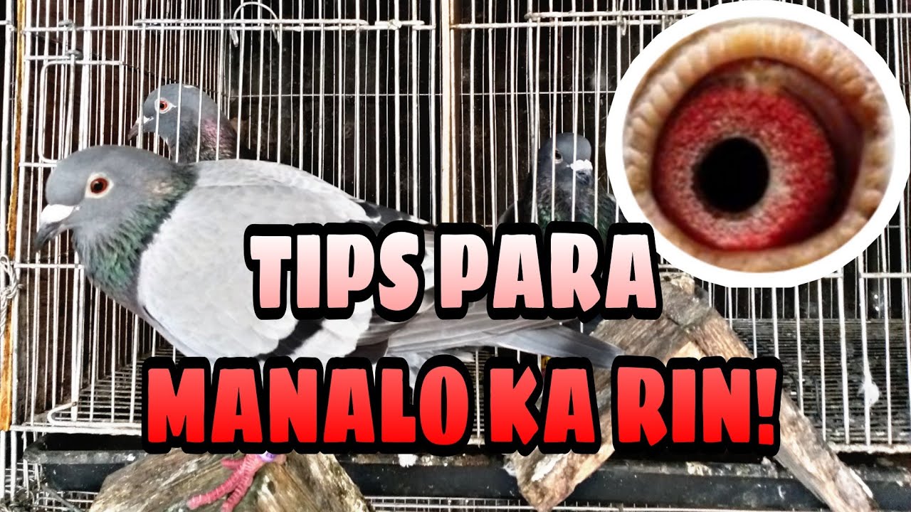 PAANO PABILISIN ANG KALAPATI? WATCH AND LEARN. - YouTube