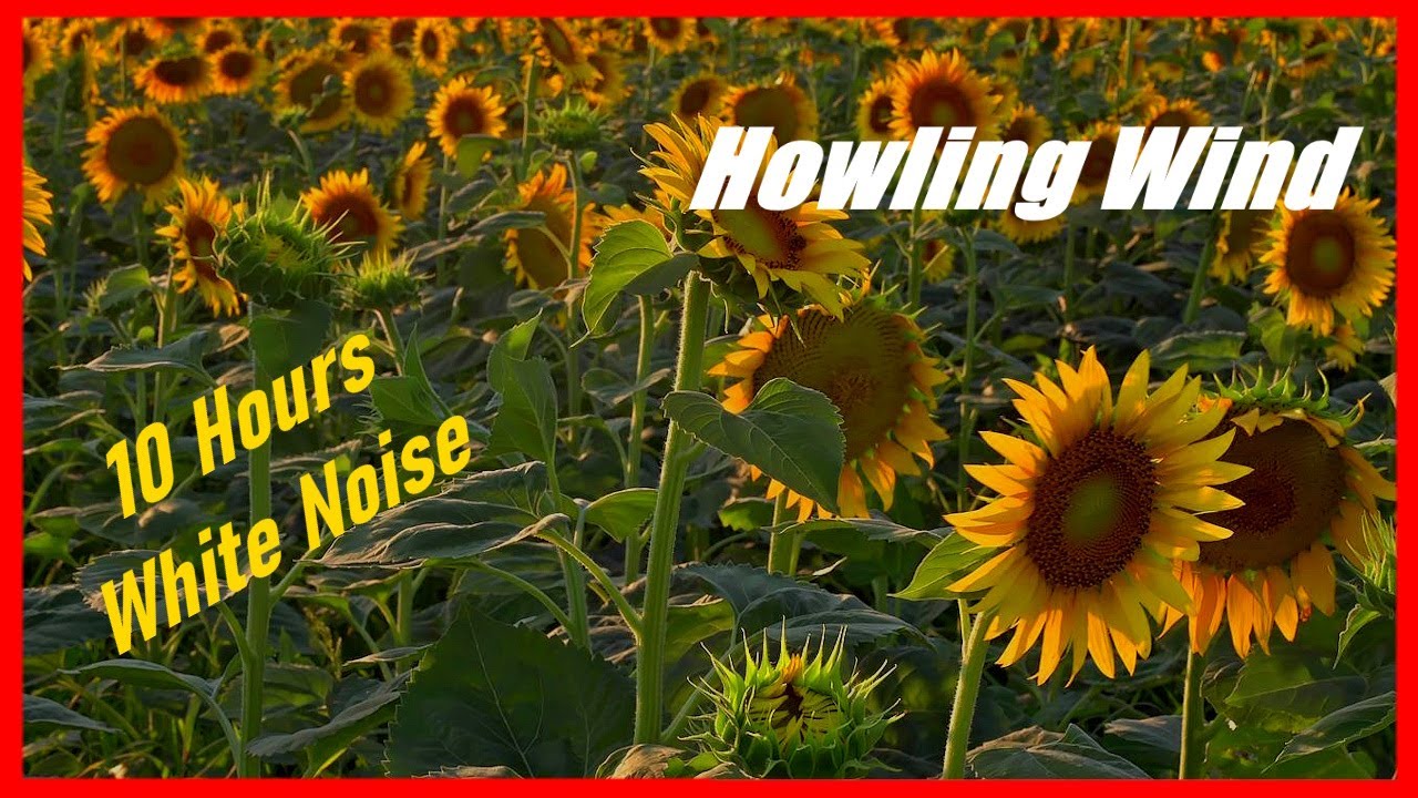 Howling Wind Sounds for Sleeping, Fall asleep fast | 10Hrs - YouTube