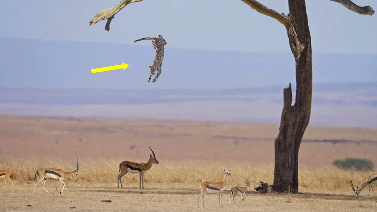 Only A Leopard Can Hunt Like This. Cunning Hunting Technique of ...
