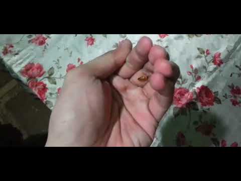 Firefly ''Alitaptap'' from Philippines - YouTube